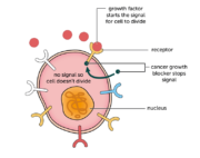 Treatment for advanced HCC (stage C) - Liver Cancer UK